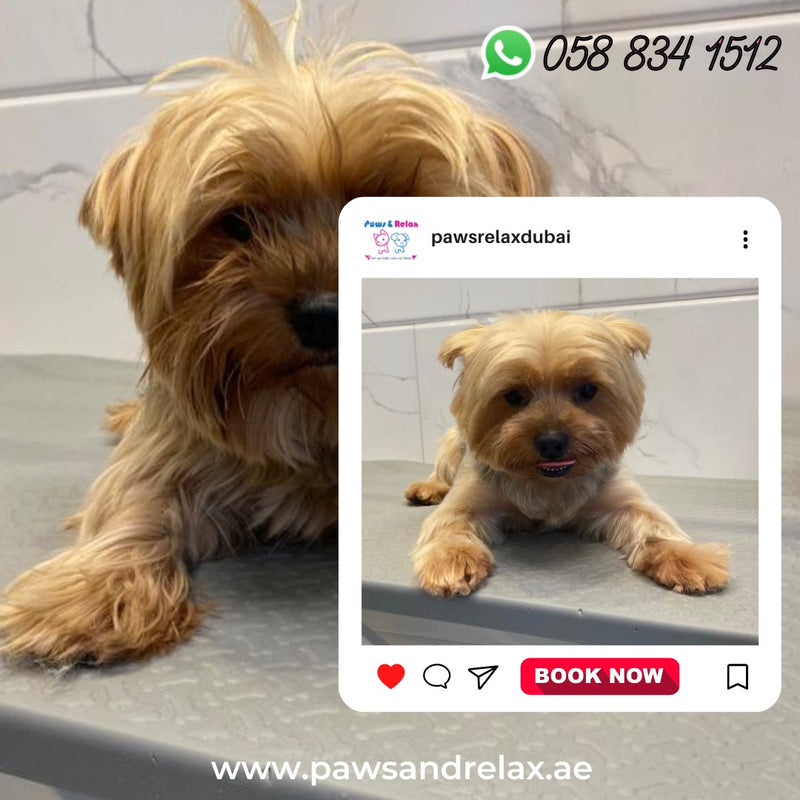 Paws & Relax | Pet Food Online | Pet Shop near me | Online Pet Shop